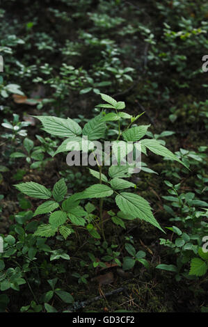 Young ovaries of raspberry in in forest by sunset light Stock Photo - Alamy
