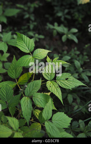 Young ovaries of raspberry in in forest by sunset light Stock Photo - Alamy