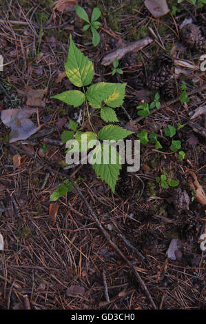 Young ovaries of raspberry in in forest by sunset light Stock Photo - Alamy