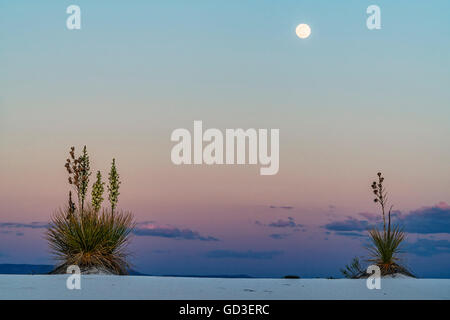 Desert Yucca's with full moon Stock Photo - Alamy