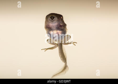 A tadpole (also called a pollywog or polliwog) is the larval stage in ...