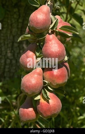 Agriculture - Bartlett pear tree in full bloom with orchard in ...