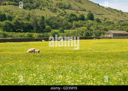 Gunnerside Swaledale hay meadows with sheep Stock Photo - Alamy