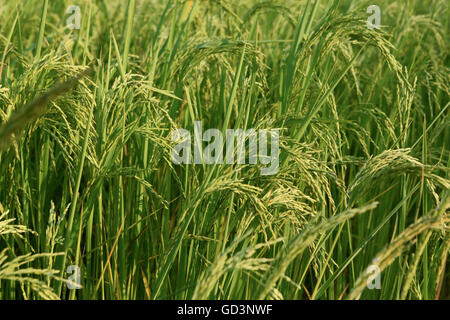 Rice fields in bastar, chhattisgarh, india, asia Stock Photo - Alamy