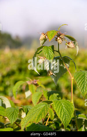 Raspberry bush in the soil close-up on a blurred background Stock Photo ...