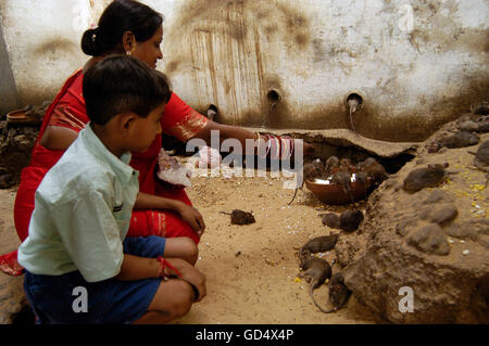 Devotees offering food to rats Stock Photo - Alamy