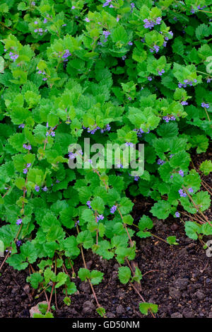 Glechoma hederacea L Glechoma hederacea L Stock Photo - Alamy