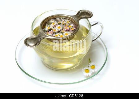 Cup of daisy tea (Bellis perennis), daisies, daisies, daisy tea Stock ...