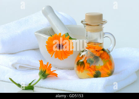 Marigold oil Calendula officinalis Stock Photo - Alamy