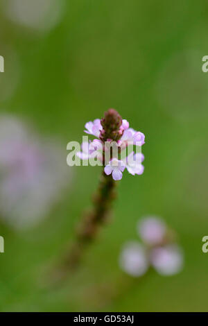 Verbena officinalis flowers Stock Photo - Alamy