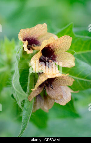 Henbane (Hyoscyamus niger) flowering in July. Photographed at Gibraltar ...