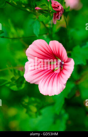Annual Mallow / (Malope trifida) / Annual Malope, Maloppi, Mallow-wort ...