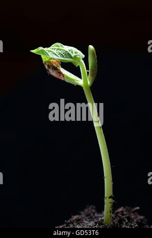 Common bean Phaseolus vulgaris seedling sprouting showing the 2 ...