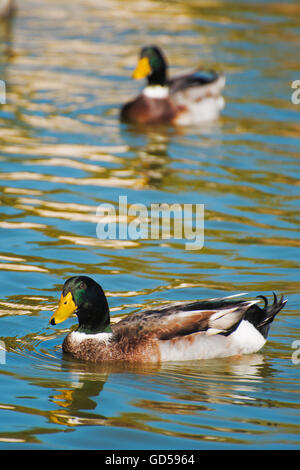 Ducks swimming in river , wild birds Stock Photo - Alamy
