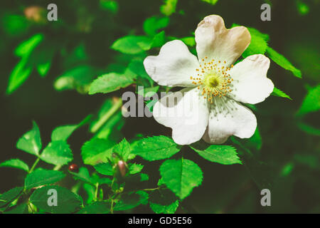 Sunset gleam over white flowers Stock Photo - Alamy