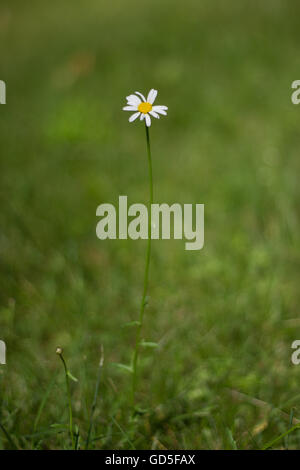 Single daisy in a field Stock Photo - Alamy