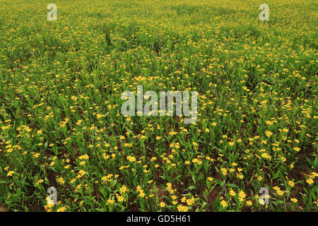 Flower fields, bastar, chhattisgarh, india, asia Stock Photo - Alamy