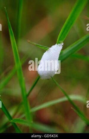 Cuckoo spit on a grass stem Stock Photo - Alamy
