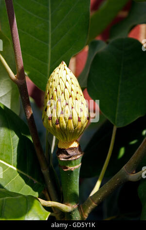 Magnolia delavayi flowering Stock Photo - Alamy