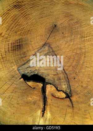 Ash tree stump showing heart rot fungal disease that causes the decay ...