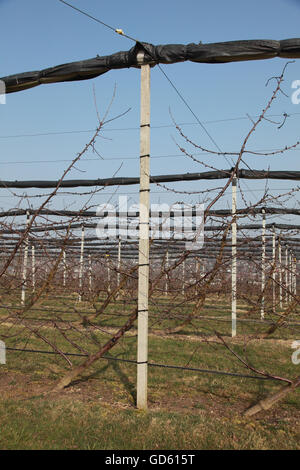 Rows of fan trained cherry trees which can be protected from frostin ...