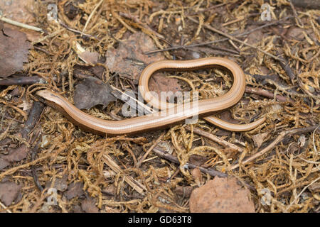 Juvenile slow worm (Anguis fragilis Stock Photo - Alamy