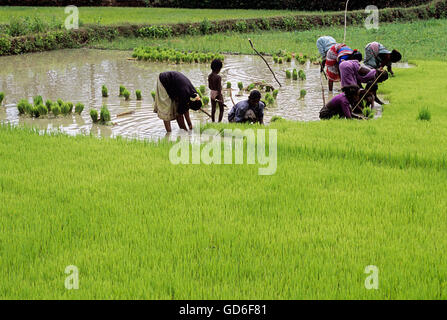 Women pulling out rice seedlings in a field, Tamil Nadu, India Stock ...
