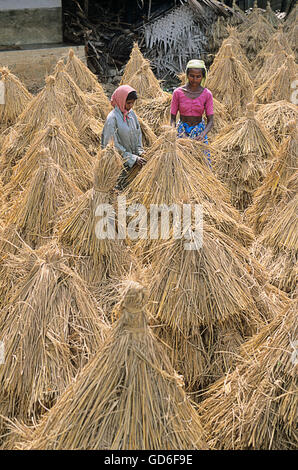 Kerala India Workers Rice Harvesting Stock Photo - Alamy