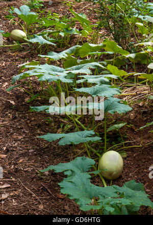Spaghetti squash plant Stock Photo - Alamy
