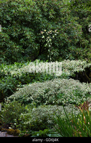 Plant, Wedding cake tree, Cornus controversa variegata Stock Photo - Alamy