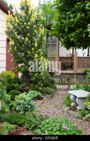 Pine, Pinus Taylors Sunburst Stock Photo: 111398863 - Alamy