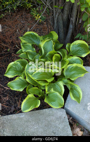 Hosta "Queen Josephine Stock Photo - Alamy
