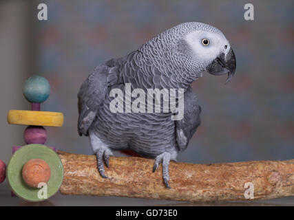 African Grey Parrot stood on natural wooden perch Stock Photo - Alamy