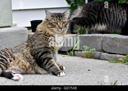 A gorgeous male cat playing outdoors Stock Photo - Alamy