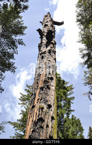 The 'Mother of the Forest' was a giant sequoia tree in Calaveras Grove ...