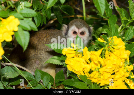 Squirrel monkey, Phoenix Zoo, Papago Park, Phoenix, Arizona Stock Photo ...