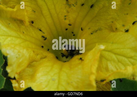 Insects on pumpkin plants Stock Photo - Alamy