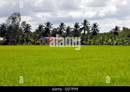 Mekong Delta Rice Paddy field Worker, Vietnam Stock Photo - Alamy