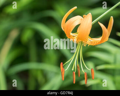 Lilium lancifolium is an Asian species of lily, native to China, Japan ...