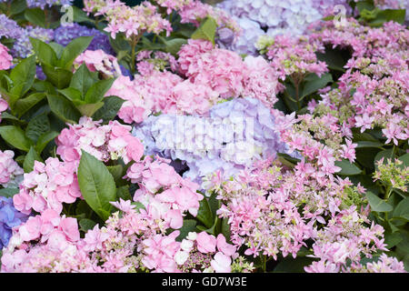 background with pink hydrangea flowers at garden in summer Stock Photo ...