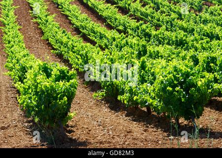 Vineyard in Paniza, Zaragoza province, Aragon, Spain Stock Photo - Alamy