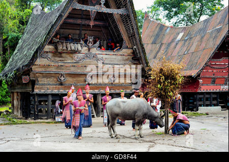 A Traditional Batak Musicians performing in Bolon Simanindo Batak ...