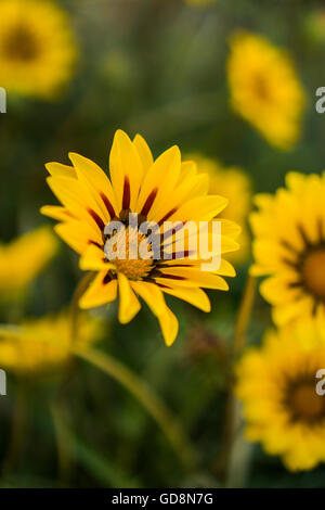Sunflowers Islamabad Pakistan Asia Stock Photo - Alamy