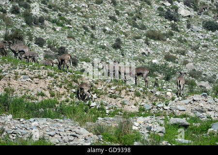 Yinchuan. 14th July, 2016. A blue sheep stands near a cliff in Helan ...