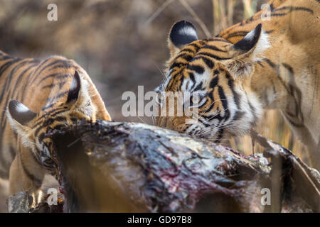 Bengal Tigress family eating a kill of Nilgai or blue bull antelope at ...