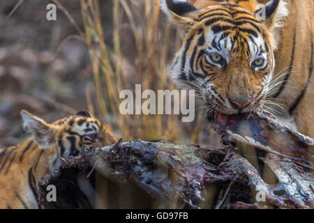Bengal Tiger eating a meal of its kill Nilgai or blue bull antelope at ...