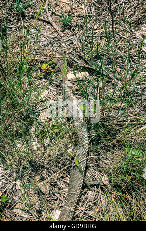 Snake Sloughing skin Stock Photo - Alamy