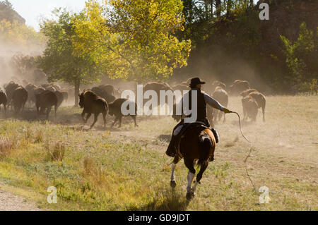 Cowboy pushing herd at Bison Roundup, Custer State Park, Black Hills ...