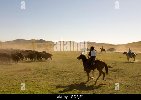 Cowboy pushing herd at Bison Roundup, Custer State Park, Black Hills ...