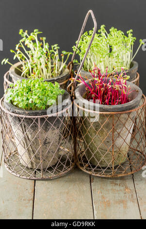 Cress, Beet, Raddish and Rocket Microgreens Stock Photo - Alamy